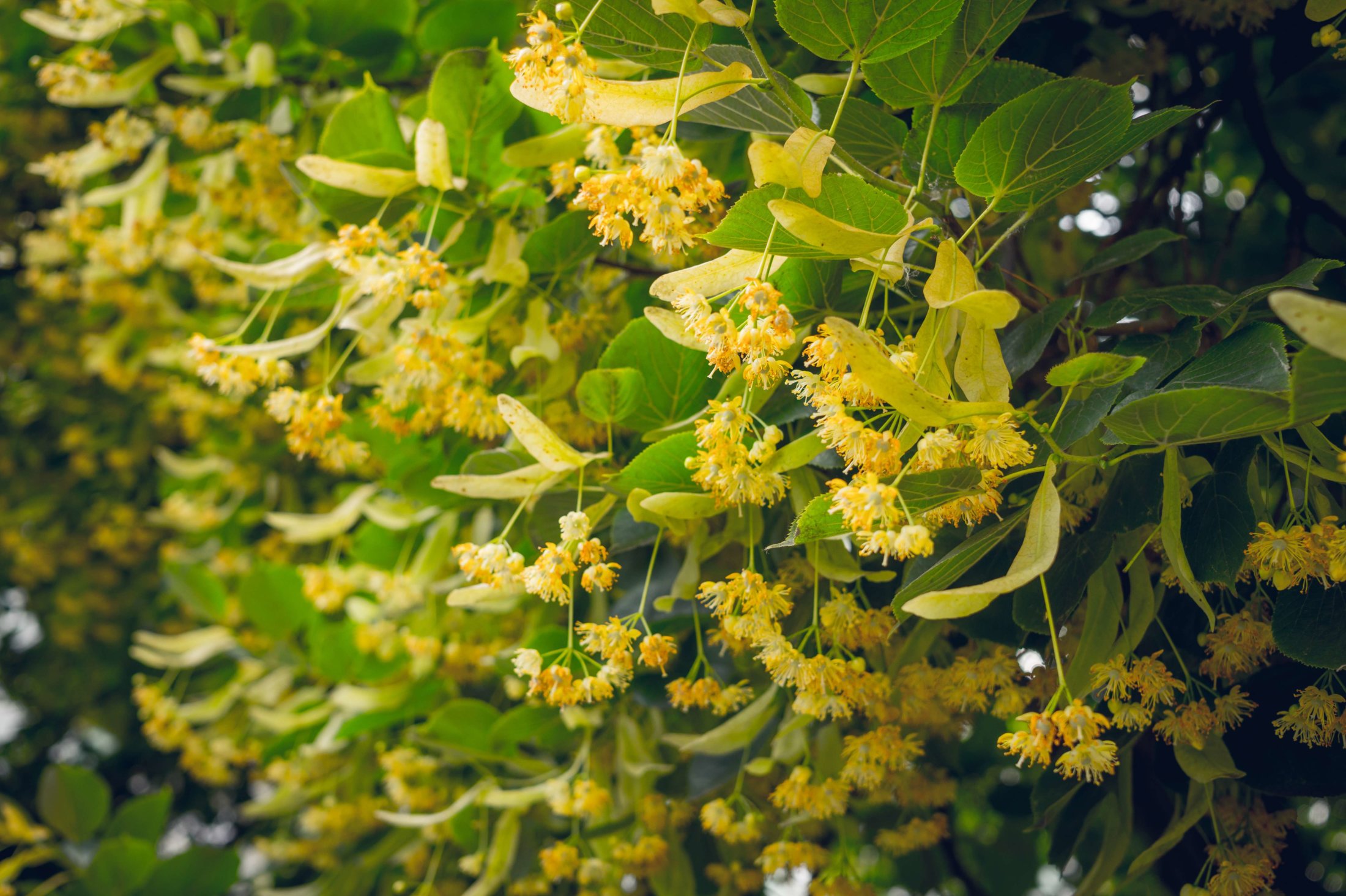 Tílias: árvores com um aroma único