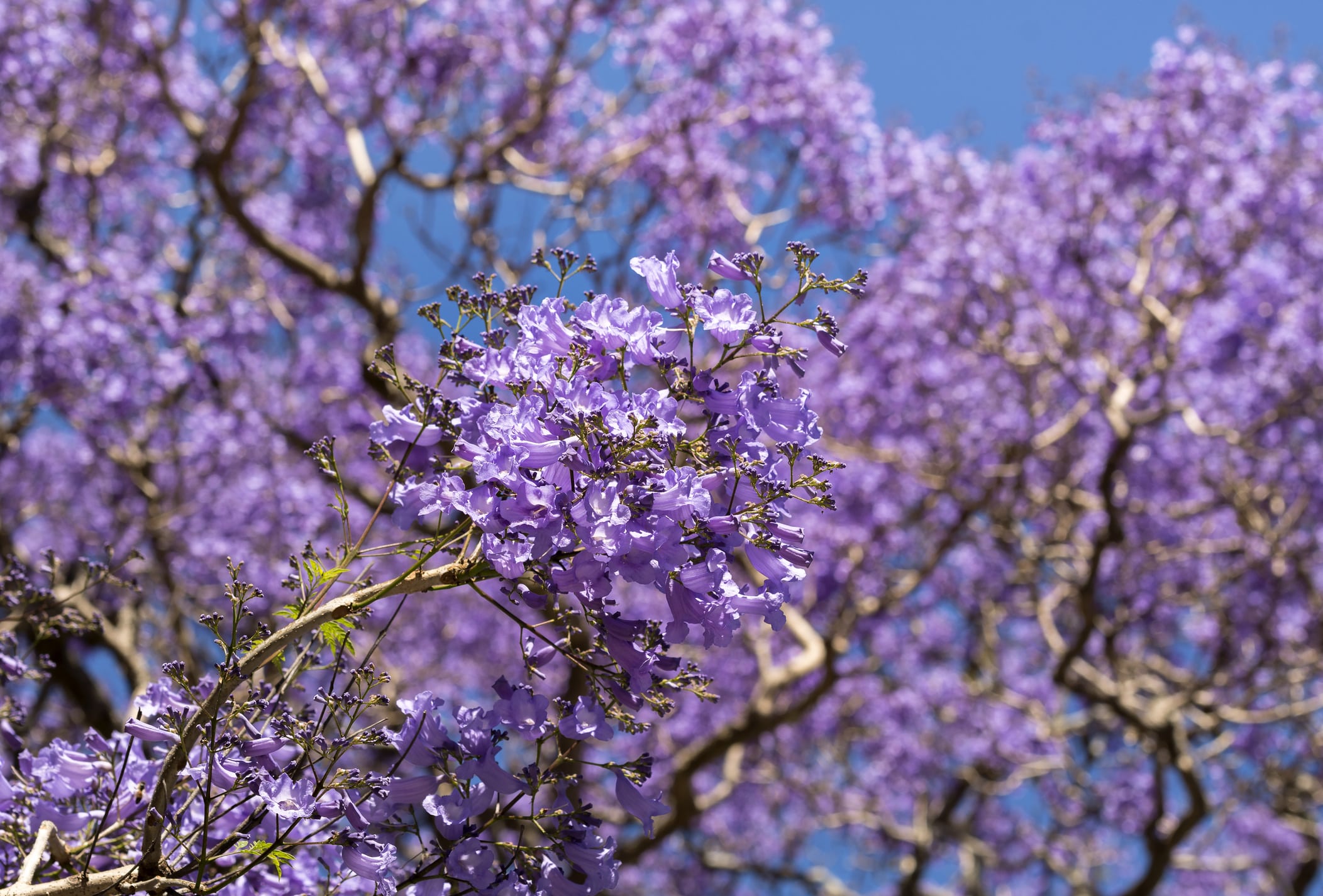 O tempo dos jacarandás