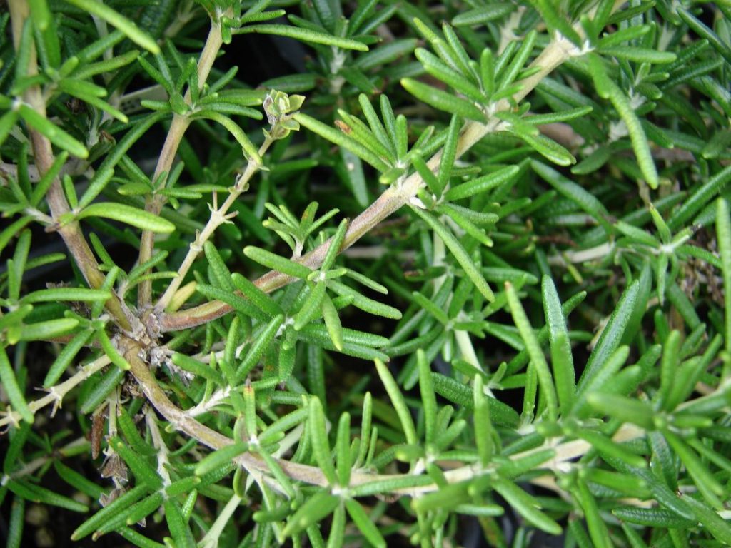 Como cultivar alecrim Como cultivar alecrim