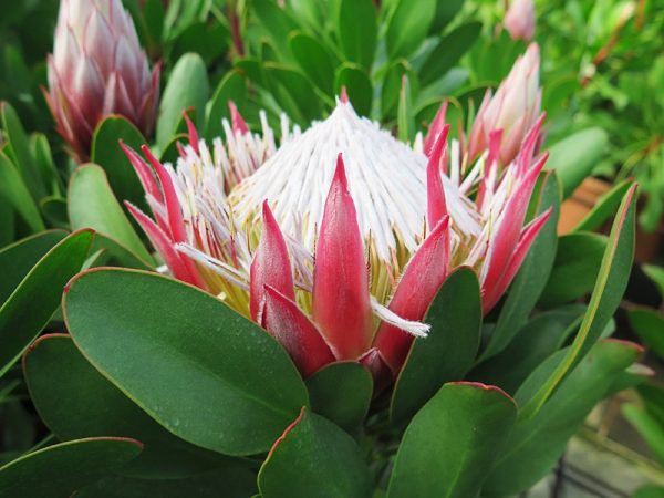 Guia: cultivar e cuidar de próteas
