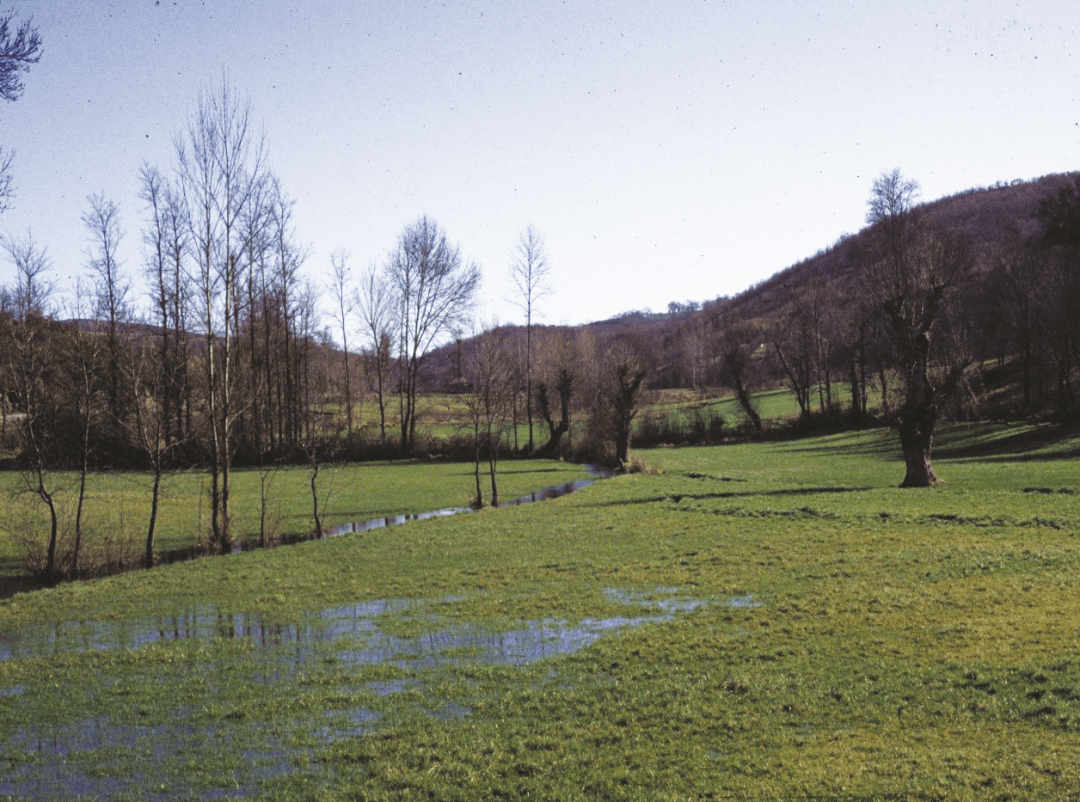 Tudo o que deve saber sobre sebes