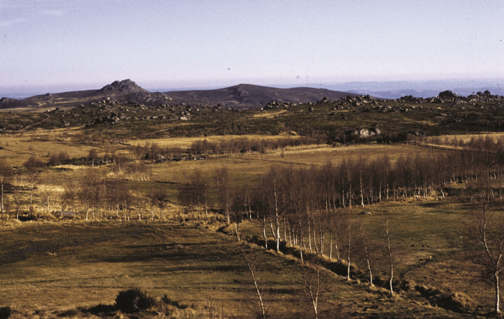 Tudo o que deve saber sobre sebes