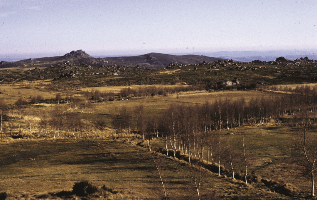 Tudo o que deve saber sobre sebes