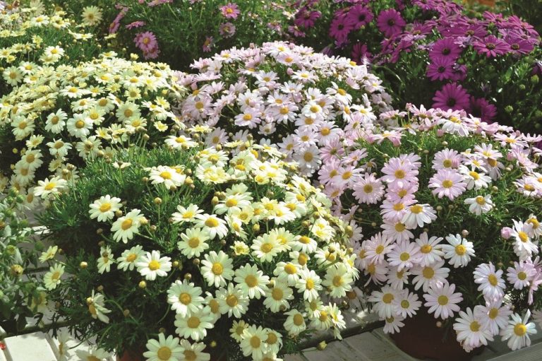 Alegre o seu jardim na primavera com malmequeres!