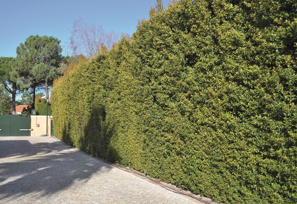 Eugenia myrtifolia: a planta perfeita para sebes