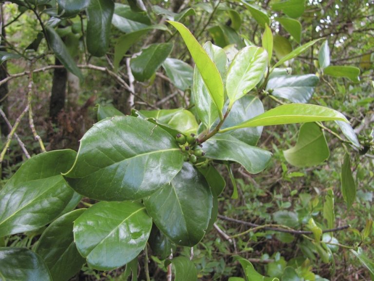 03-Ilex perado subsp. perado - Revista Jardins
