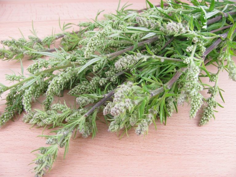 Fresh artemisia vulgaris - Revista Jardins