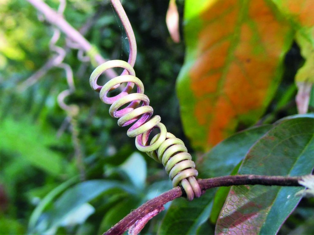 gavinas - Revista Jardins