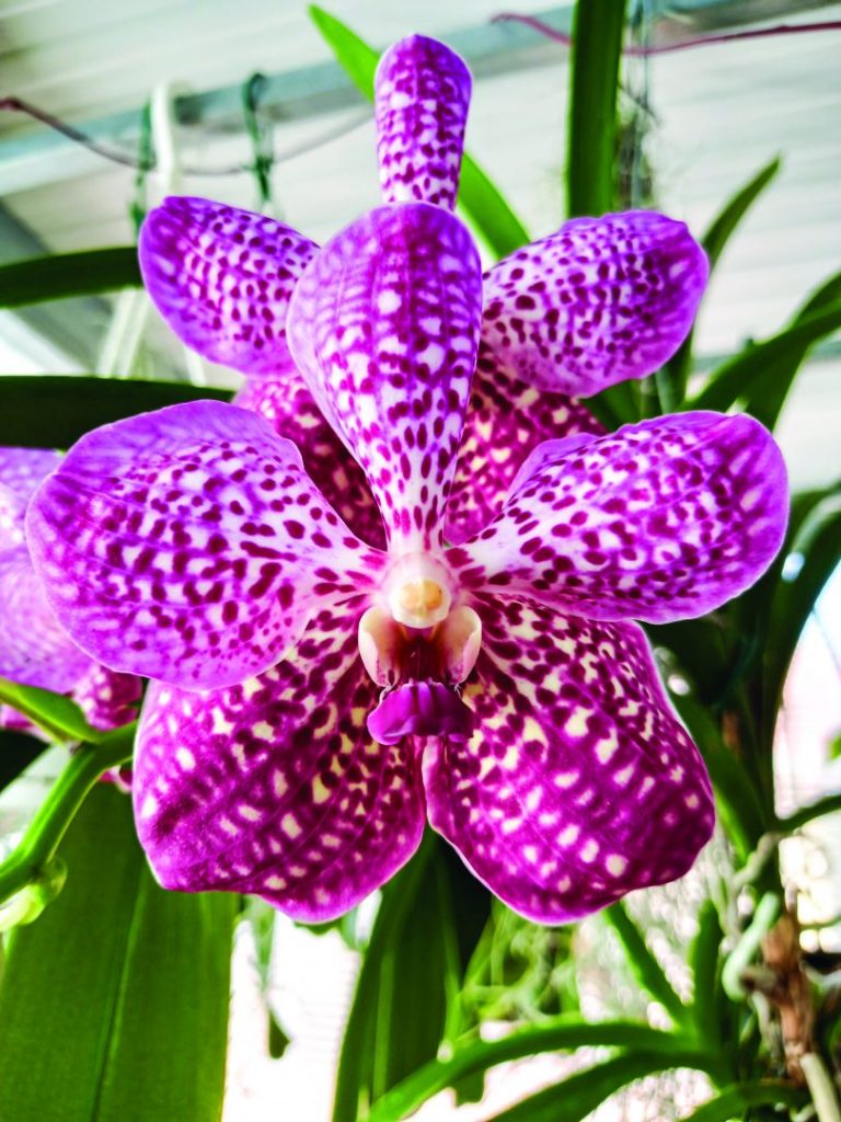 Vanda Tropical Punch - Revista Jardins