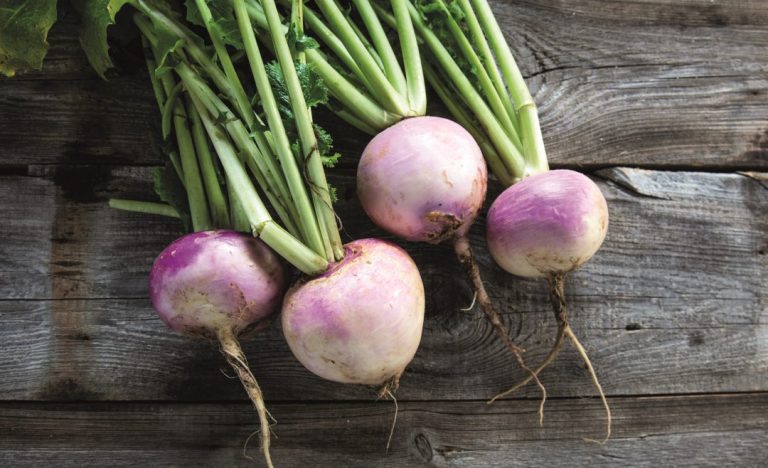 Hortícola do mês: Nabo - Revista Jardins