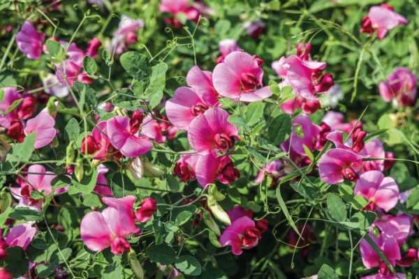 14 Plantas para uma primavera sempre em flor - Revista Jardins