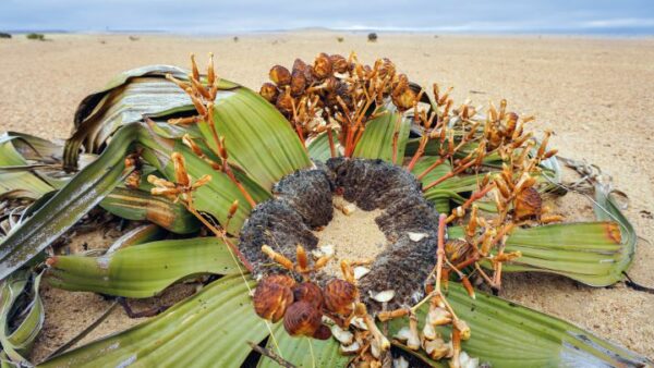 Welwitschia mirabilis - Revista Jardins