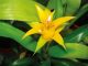 Canistropsis (1) - Revista Jardins