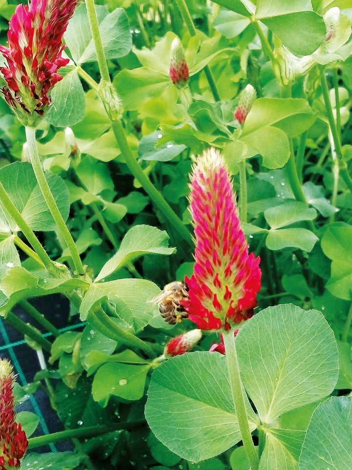 Trevos: Plantas multifuncionais para jardins sustentáveis - Revista Jardins