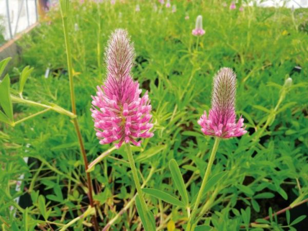 Trevos: Plantas multifuncionais para jardins sustentáveis - Revista Jardins