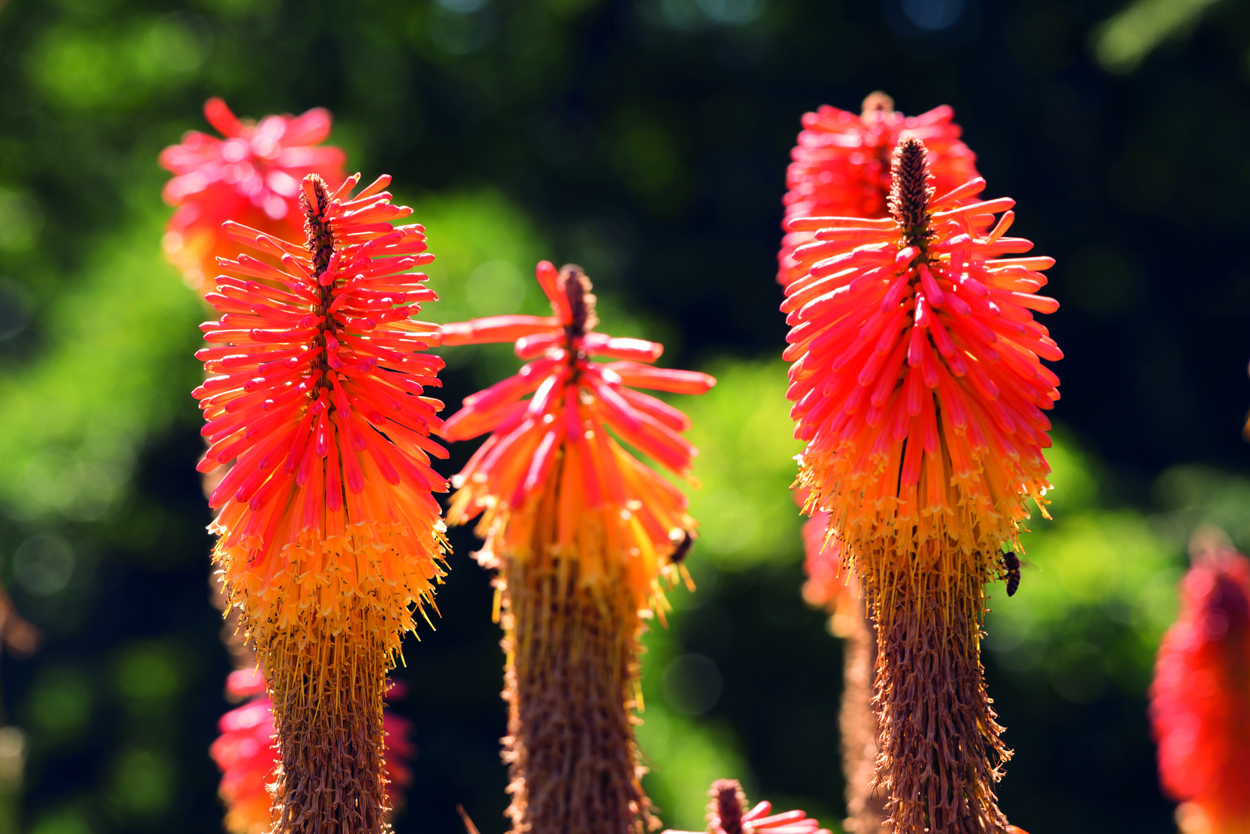 Torch Lily Red-Hot-Poker Kniphofia "Nobilis" - Revista Jardins